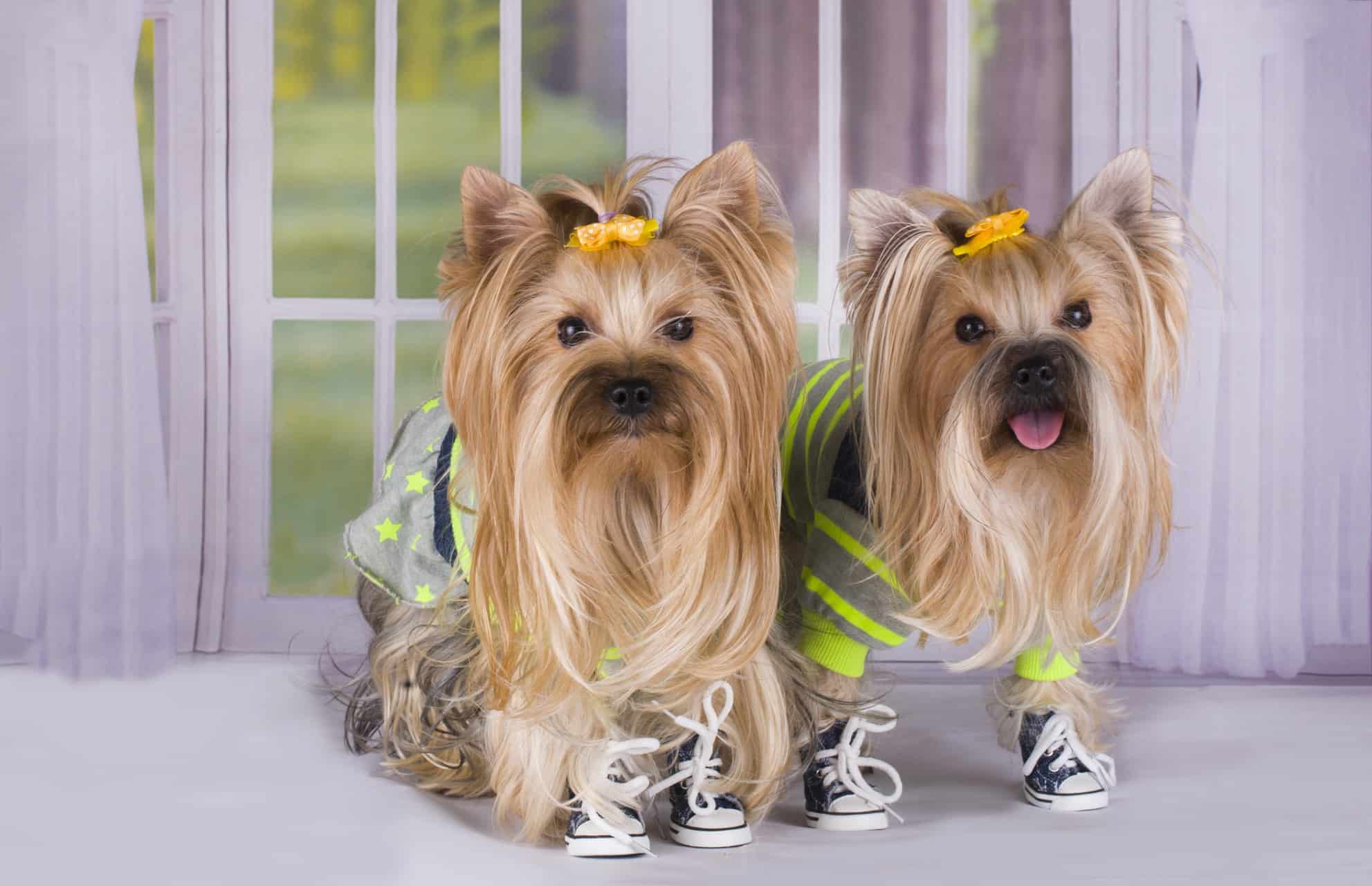 Yorkshire terrier: conheça tudo sobre a raça | DogHero
